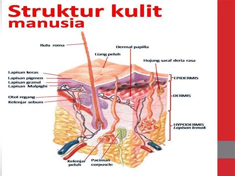 Sistem Integumentari By Imana Pptx