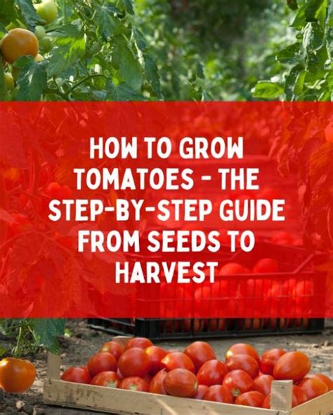 9 Tips For Increasing Flowering In Tomatoes Happiness Tomato