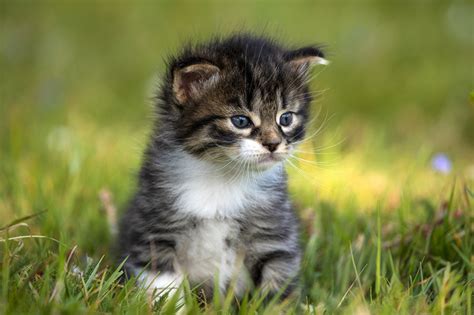 壁紙、飼い猫、子猫、草、ボケ写真、動物、ダウンロード、写真