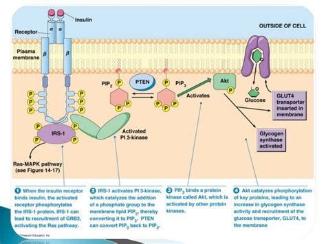 Enzyme Linked Receptor Ppt Endocrine And Metabolic Diseases Diseases And Conditions