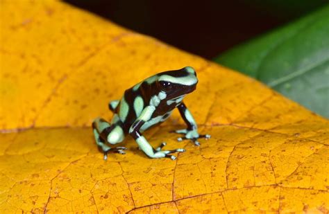The 9 Cutest Frogs Breeds With Info And Pictures The Vet Desk