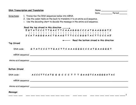 Translation Transcription Worksheet Biology High School Th Th Grade