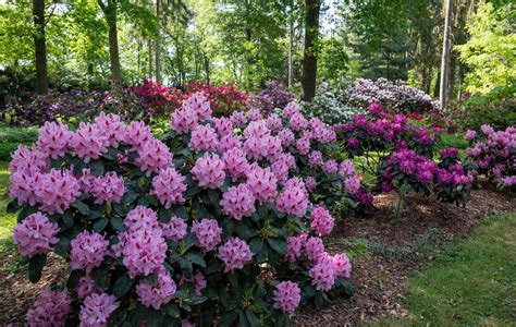 How To Grow And Care For Rhododendron