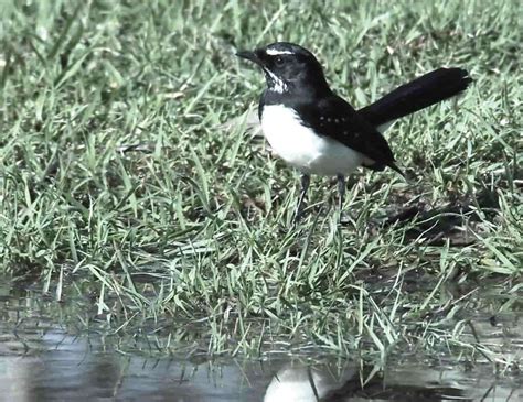 Thomas Hardy Wagtail And Baby Junior Poetry Anthology