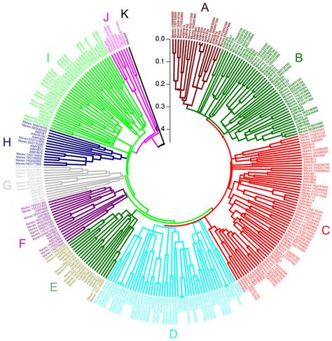 Phylogenetic Tree Of All R2r3 Myb Transcription Factors From Cassava