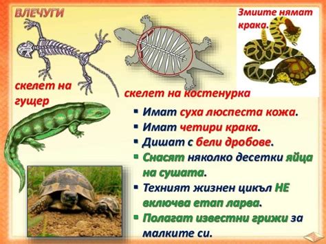 26 Групиране на животните ЧП 4 клас Булвест