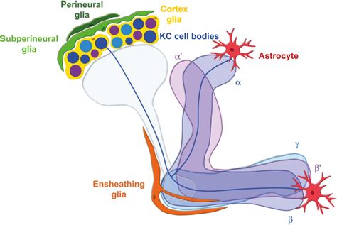 Glial Metabolism Versatility Regulates Mushroom Bodydriven Behavioral