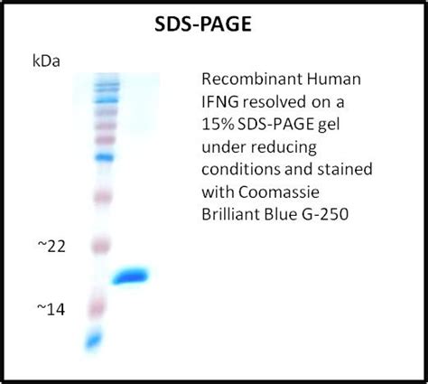 Human Ifn Gamma Interferon Gamma Protein Recombinant Lsbio