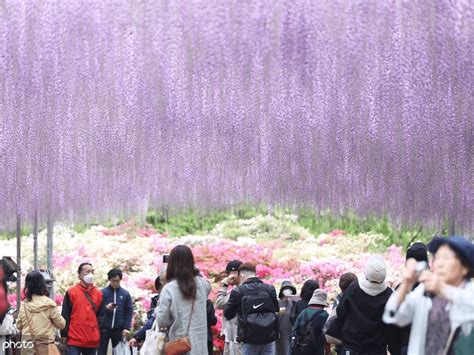 日本足利百年紫藤树 花朵宛如鲜花瀑布美不胜收 搜狐大视野 搜狐新闻