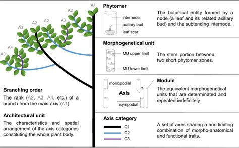 Definitions And Concepts For Plant Architecture Architectural Analysis Download Scientific