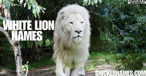 340 Catchy Lion Names Ideas For The King Of Jungle Snicker Names