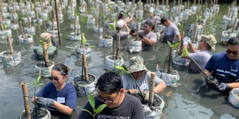 Tekan Emisi MDKA Tanam 1 000 Mangrove Di TWA Angke Dan Muara Gembong