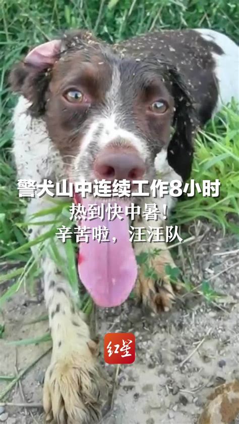 警犬山中连续工作8小时 热到快中暑辛苦啦汪汪队 凤凰网视频 凤凰网