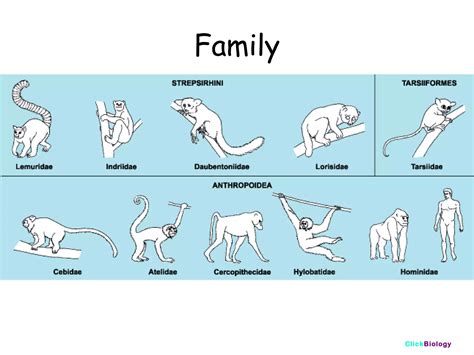 Classification And Keys Ppt