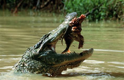 Caimans by Khirsah1 on DeviantArt