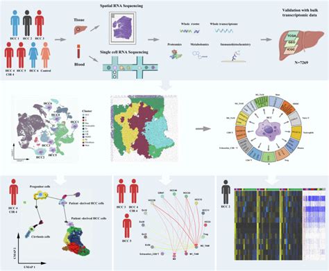 Single cell-spatial transcriptomics and bulk multi-omics analysis of heterogeneity and ...