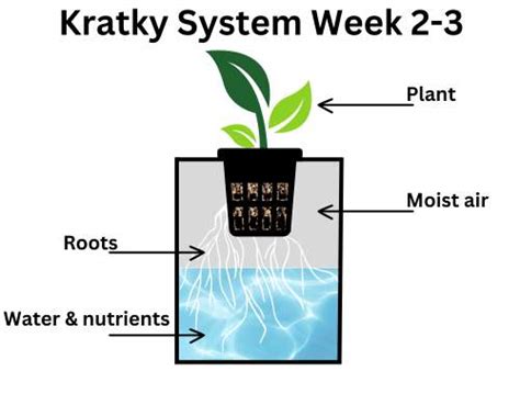Diy Kratky Hydroponic System Grow Your Greens For Less Matt Magnusson