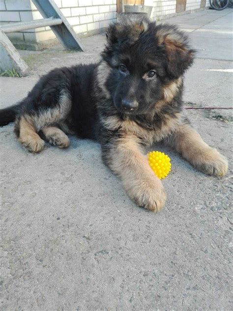 Німецькі вівчарки з розплідника 5 000 грн Собаки Київ на Olx