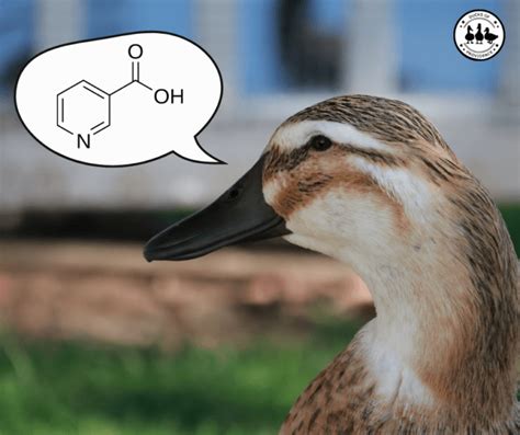 Botulism In Ducks Causes Symptoms Treatment And Prevention