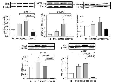 IJMS Free Full Text Altered Fatty Acid Metabolism Related Gene