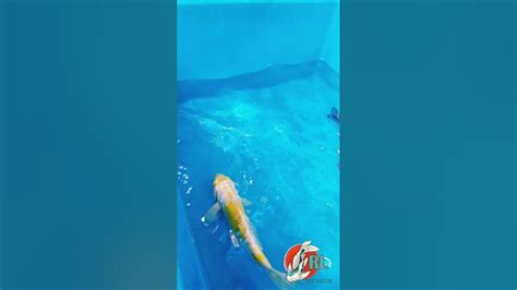 විසිතුරු කාප් මසුන් 🐠😊 Youtube