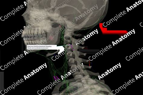 Sternocleidomastoid Nodes Left Complete Anatomy