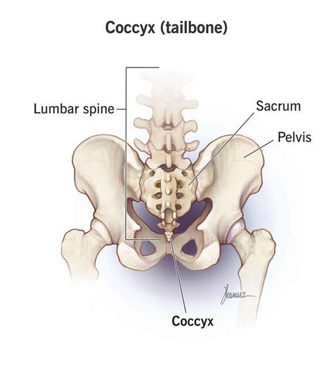 Coccyx Tailbone Anatomy Function And Common Conditions Wockr