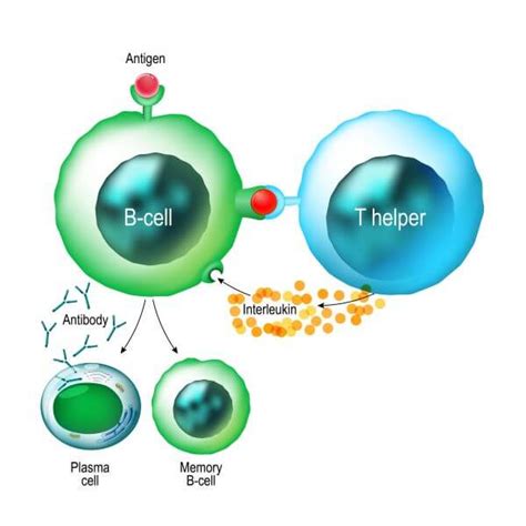 Helper T Cell The Definitive Guide Biology Dictionary
