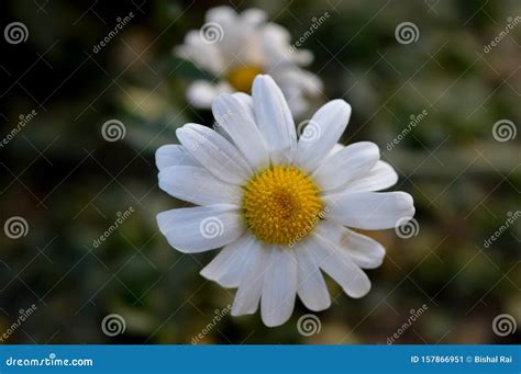 White Aster Flower In Gardenaster Flower White Beautiful Aster Stock