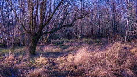 A Landscape With Fall Colors And Brown Grass Stock Image Image Of Forest Colors 105848611
