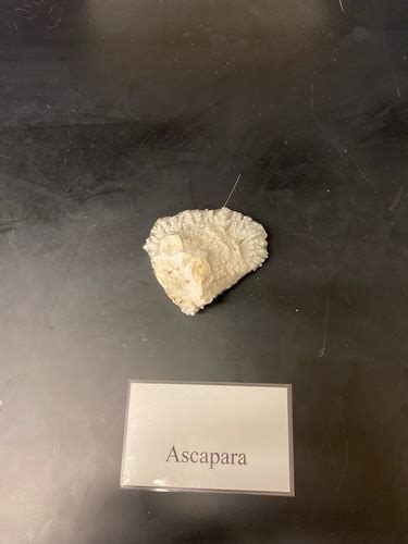 Fossils Biology Flashcards Quizlet