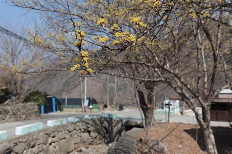 소나무 숲이 멋드러진 구병리 숲길 갤러리 속리산둘레길