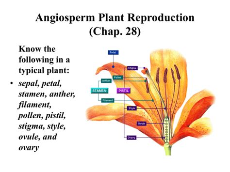 Angiosperm Plant Reproduction Chap