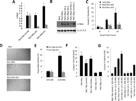 Figure 11 From The Role Of Cdca7 In Akt Mediated Myc Dependent