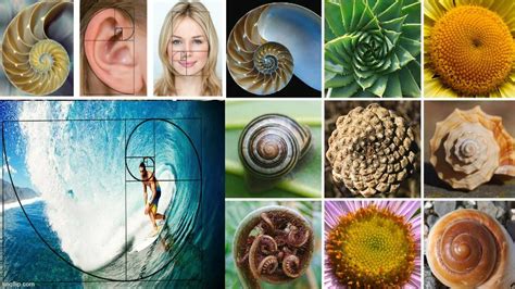Intelligent Design Fibonacci Golden Ratio Our Creators Finger Print Is Everywhere