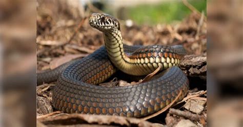 Dream Interpretation Snake Seen In Dream Meaning Of Auspicious Sign