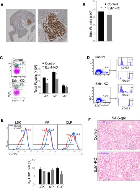 Ezh1 Is Required For Hematopoietic Stem Cell Maintenance And Prevents