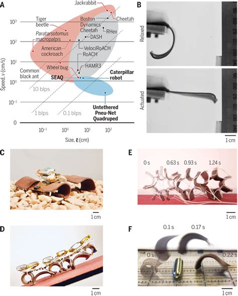 Chasing Biomimetic Locomotion Speeds Creating Untethered Soft Robots