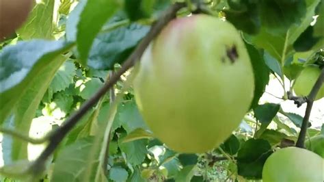 24 07 23 Яблука🍎 Чому Земля вкрита яблуками Що потрібно зробити щоб