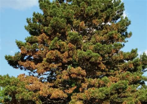 Diplodia Tip Blight Tree Disease Arborjet
