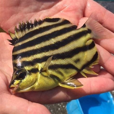 カゴカキダイ 2015 09 24 WEB魚図鑑