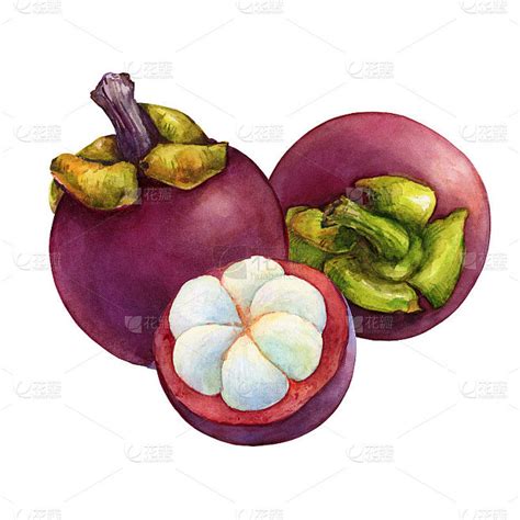 热带水果 新鲜的紫色山竹 山竹猴果果后 整个半手绘水彩画插图孤立的白色背景