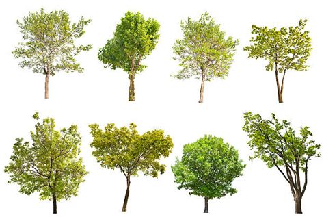 Peste 14 900 Fotografii De Stoc Fotografii și Imagini Scutite De