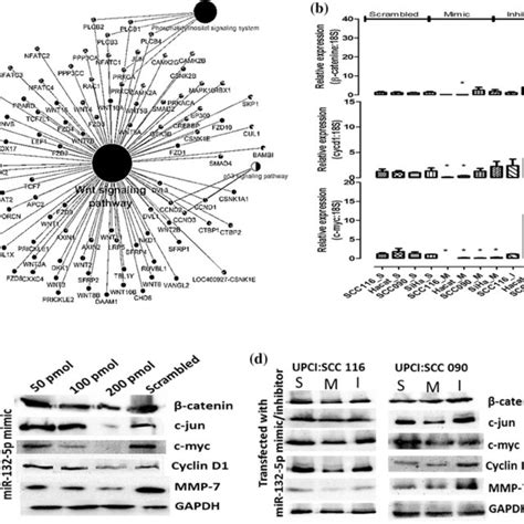 Analysis Of Oncogenesis Migration Process After Download