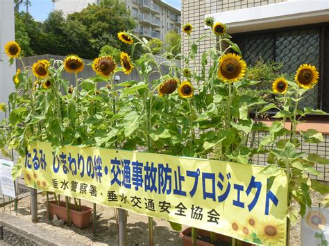 兵庫県警察本部交通企画課 【＃ひまわりの絆プロジェクト ＃垂水署】交通事故防止