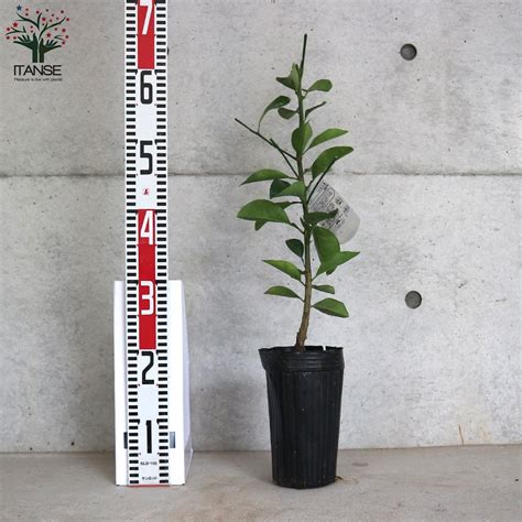 レモンの苗木 グランドレモン【果樹の苗木 4～5号／1個売り】｜ 【植物のitanse】全品送料無料・即出荷
