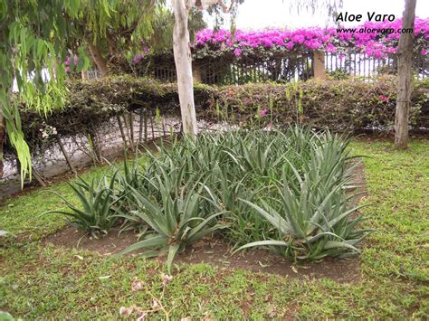 Aloe Varo Aloe En Los Jardines Uso Ornamental