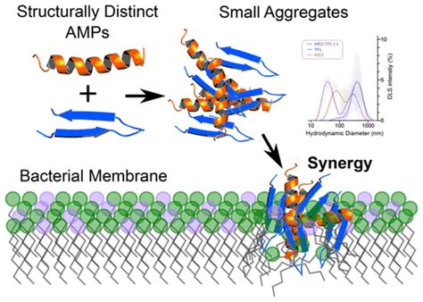 Aggregation State Of Synergistic Antimicrobial Peptides The Journal Of Physical Chemistry Letters