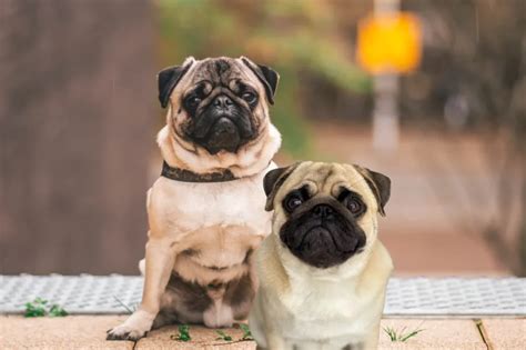 Are Pugs Inbred The Surprising Truth