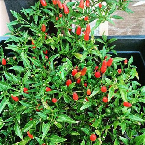 Thai Sun Hot Pepper Capsicum Annuum Ornamental Chili Seeds — Jack Seeds